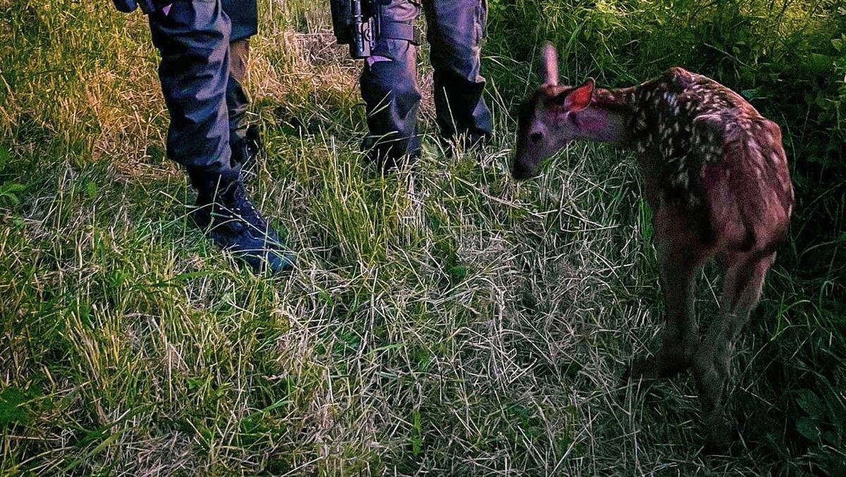 Malá srnka pobehovala po ceste. Zachrániť ju prišli policajti