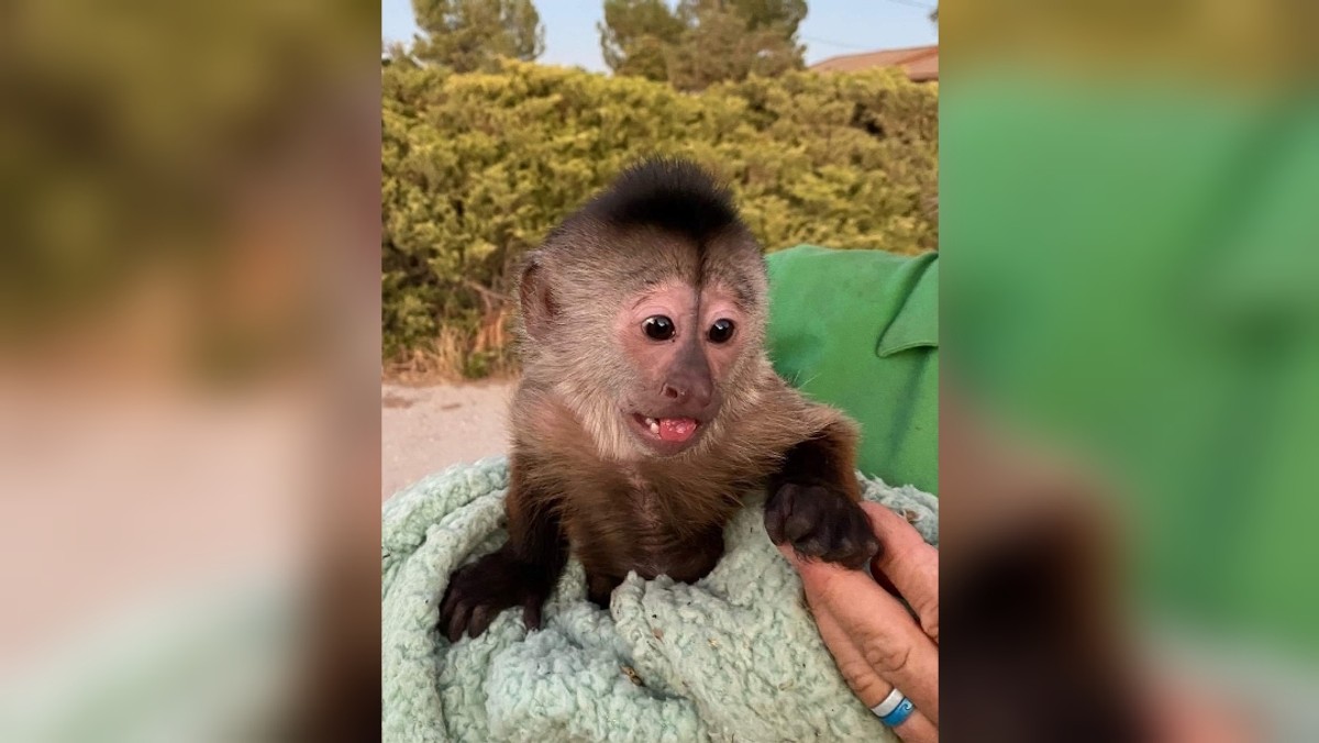 Policajti obdržali záhadný telefonát z neďalekej zoo. Tam zistili, že ...