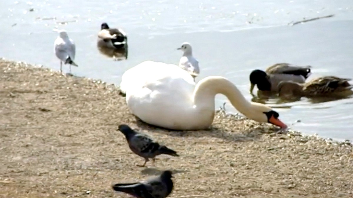 Do Európy sa dostal nový typ vtáčej chrípky H5N8