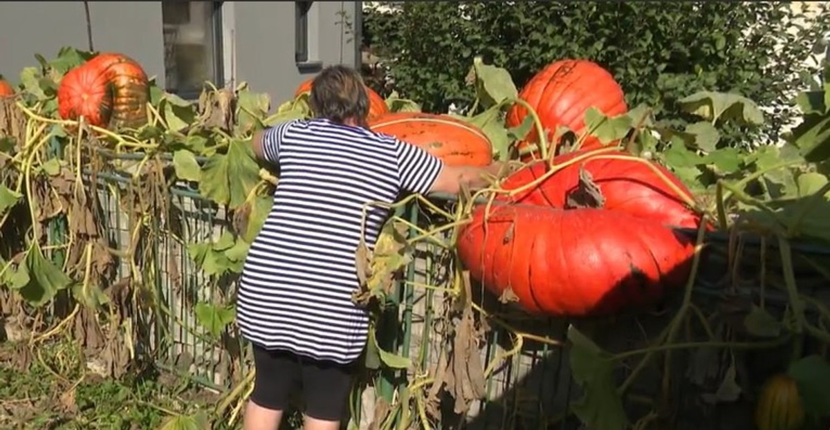 Skutočne veľký symbol jesene. Aký osud čaká gigantické tekvice?