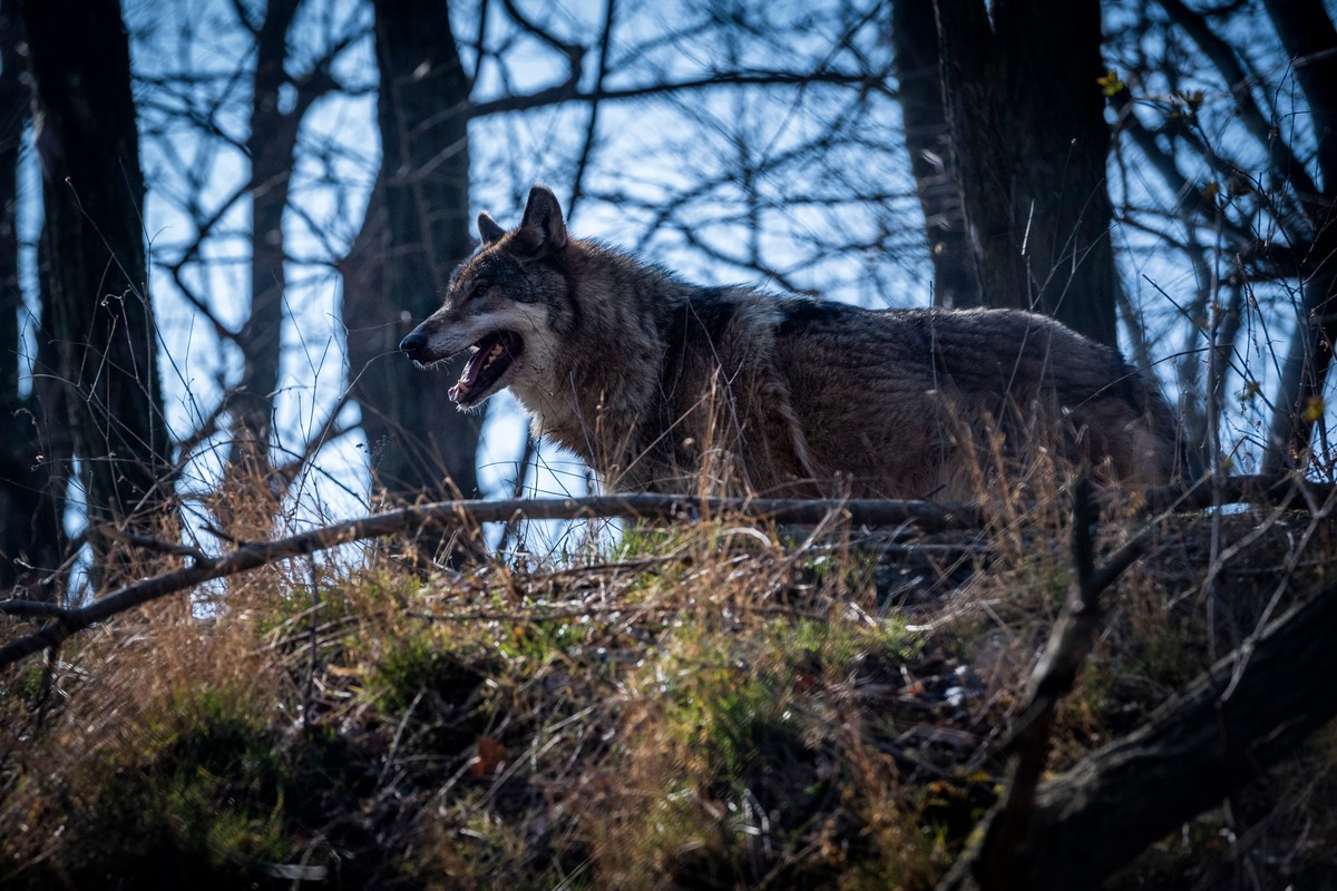 Trvalo dlho, kým sa vlk stal chráneným. Návrh na jeho odstrel ale ...