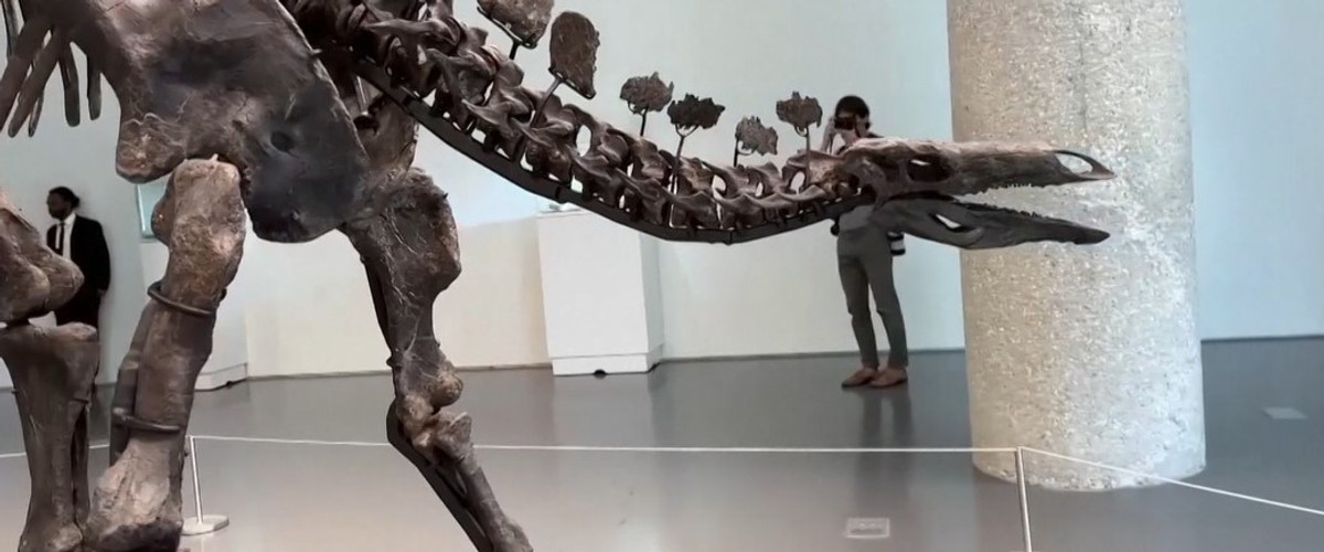 Rekordná aukcia: Fosília stegosaura predaná za 44 miliónov dolárov