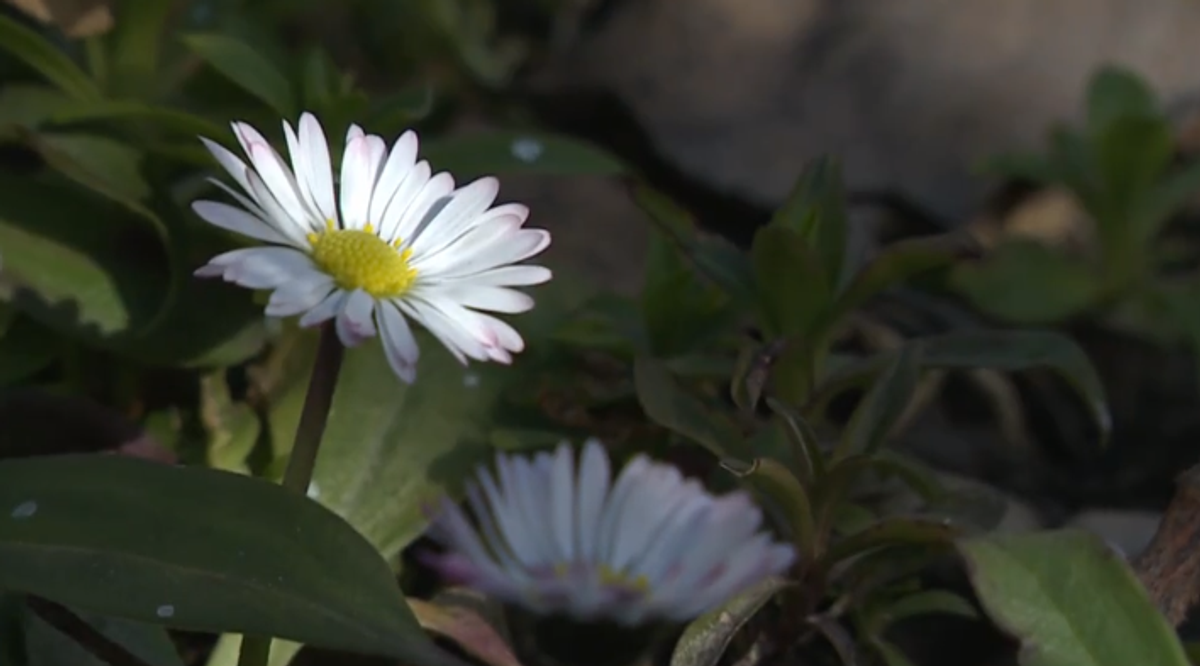 S teplejšími dňami prišli aj prví jarní poslovia. Príroda sa začala ...