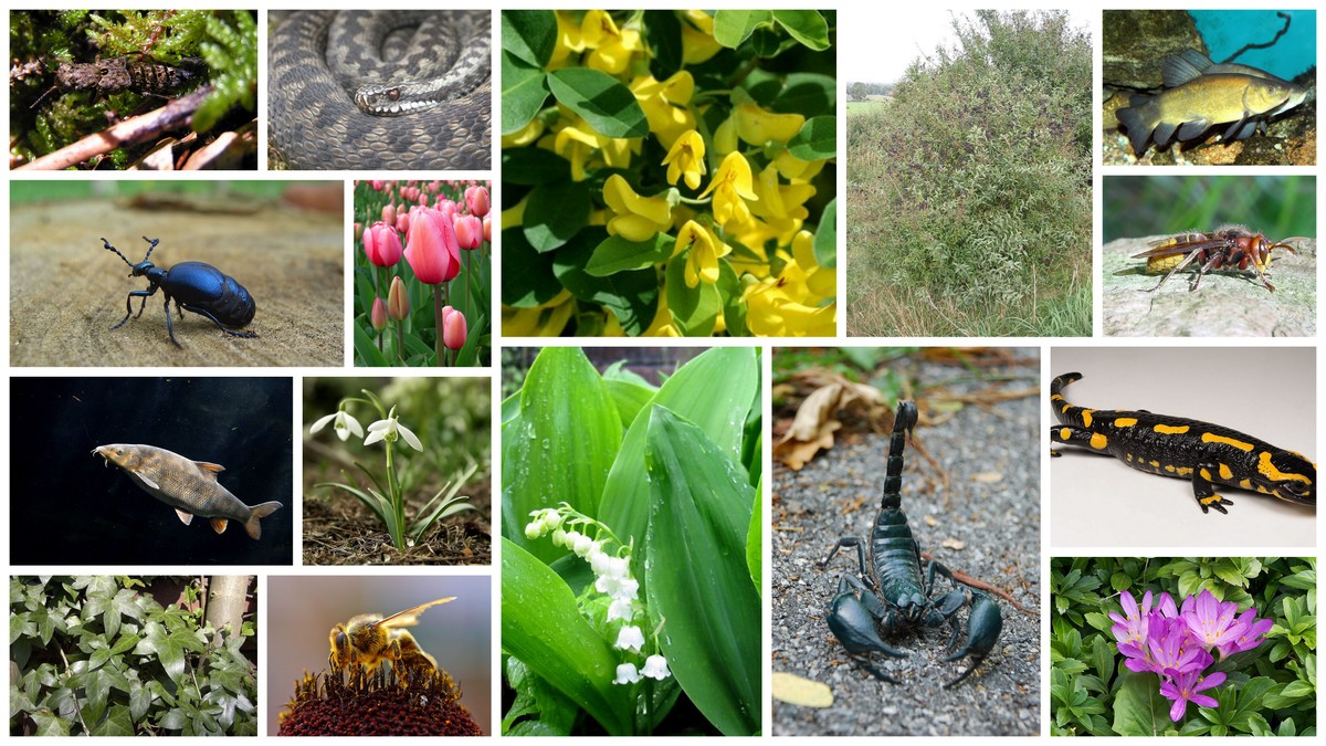 Jesienka, narcis či strehúň. Toto sú jedovaté rastliny a živočíchy Slovenka