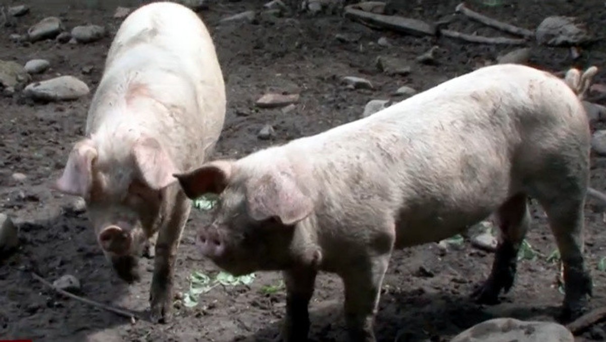 Majiteľ chová v zastavanej časti Bratislavy prasatá. Susedia sa sťažujú ...