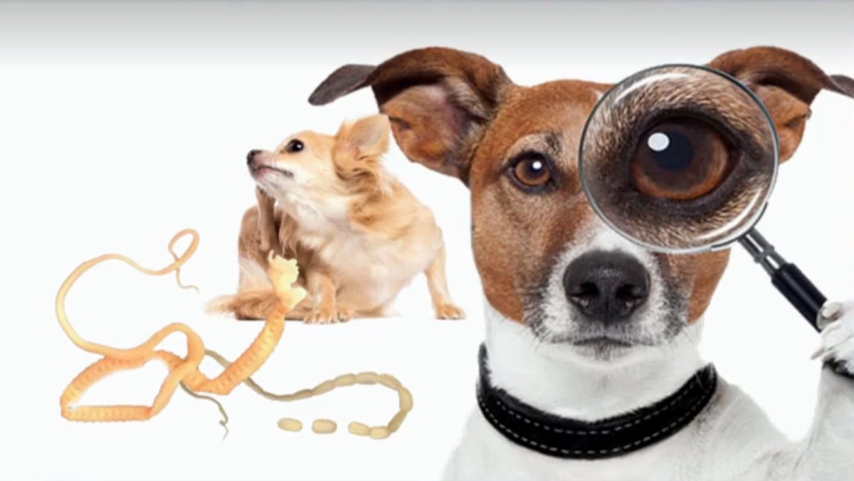 Psia blcha na človeka neskočí. Veterinár z Miláčikova vyvrátil podobné mýty