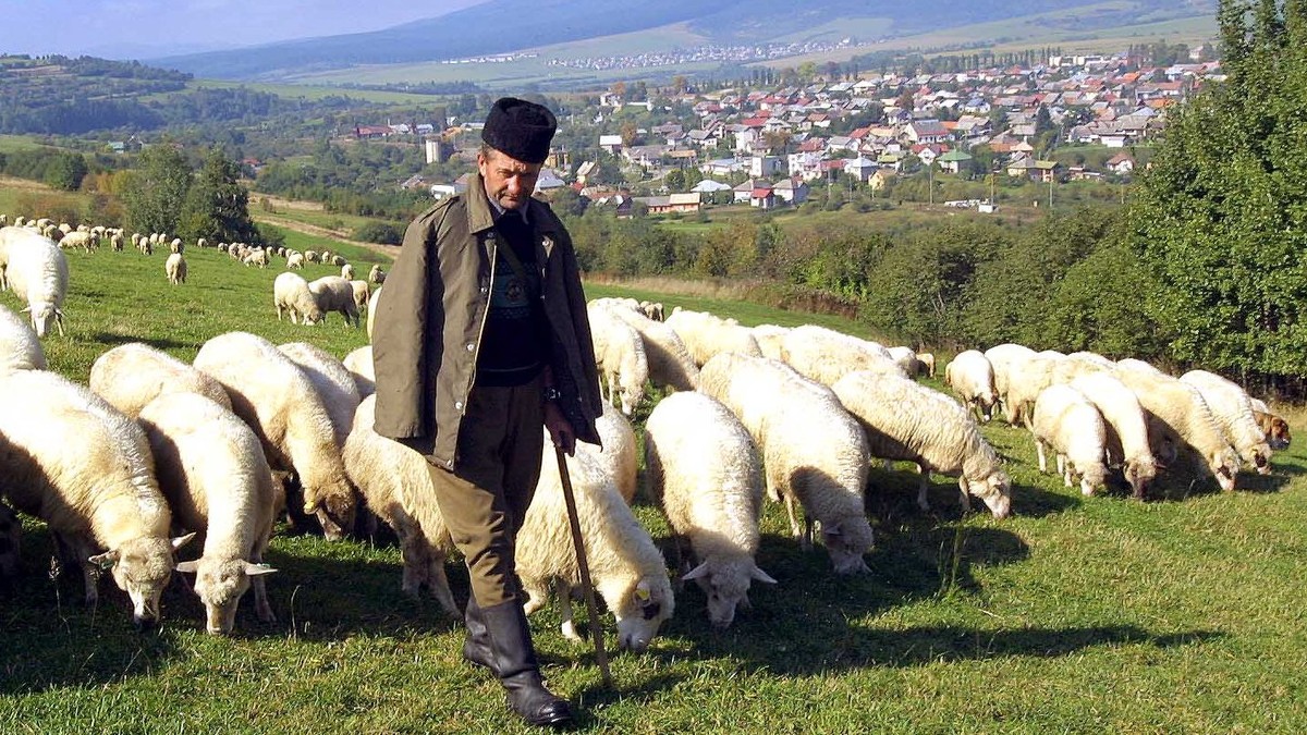 Z turistu bača. O ovce sa staral návštevník z Indie