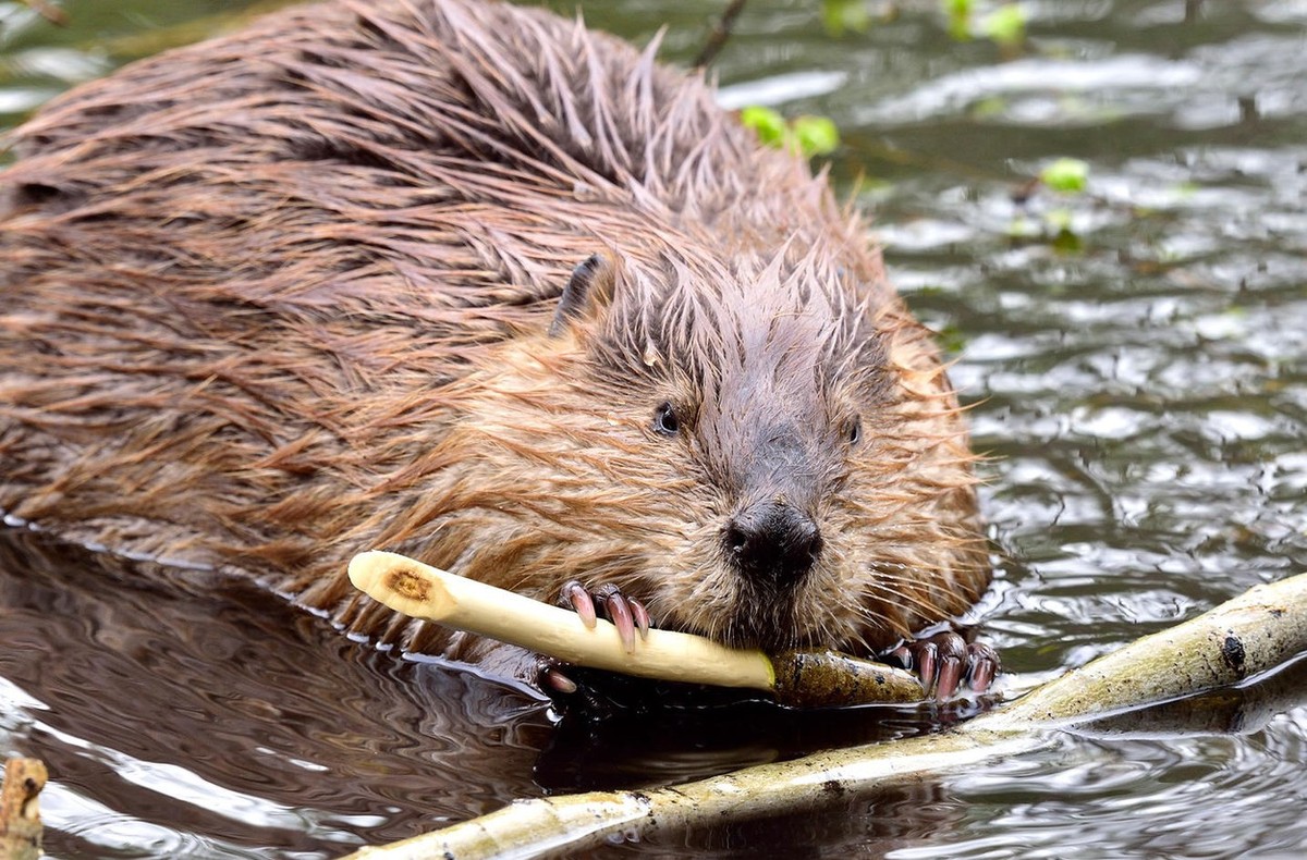 Bobor v tatranskom plese bol prekvapením. Dokonca tam aj prezimoval