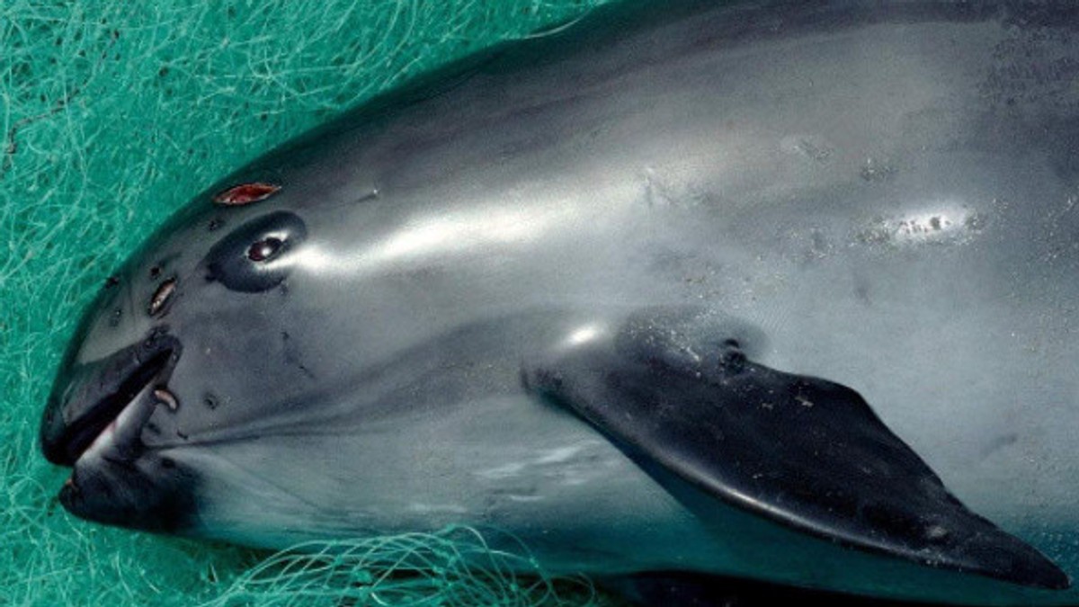 Vzácne zvieratá, sviňuchy, ľudia za dvadsať rokov takmer vyhubili