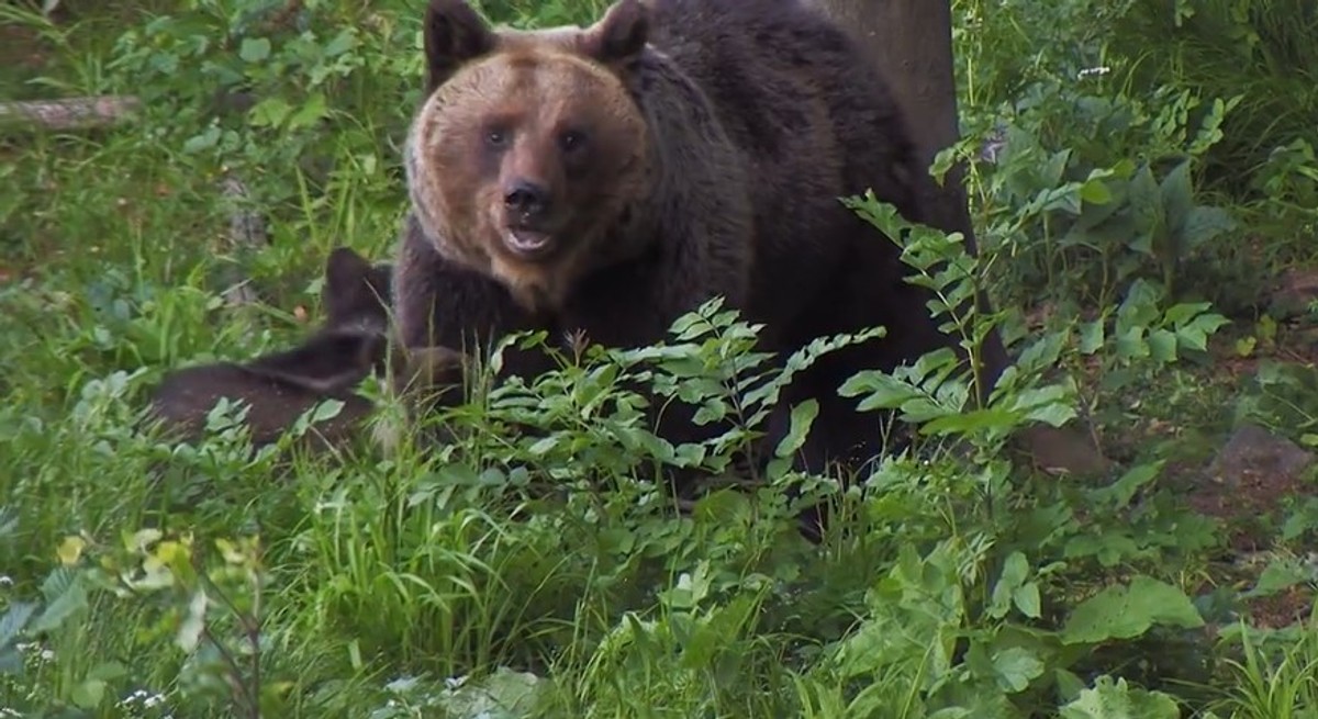Poľovník strieľal na medveďa na strome, ten spadol a zabil iného poľovníka