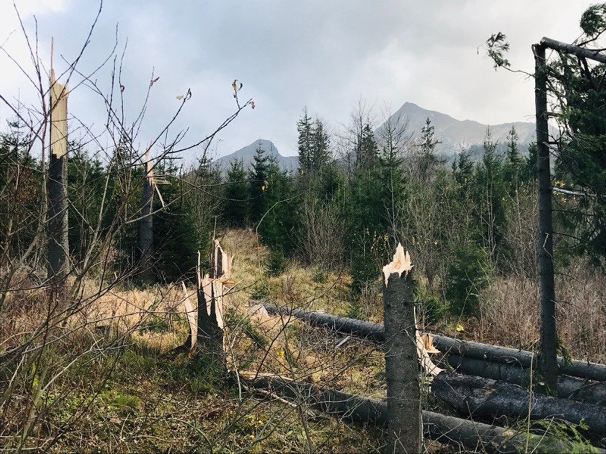 vietor, Ždiar, polámané stromy | Vietor spôsobil na strednom Slovensku výpadky elektriny