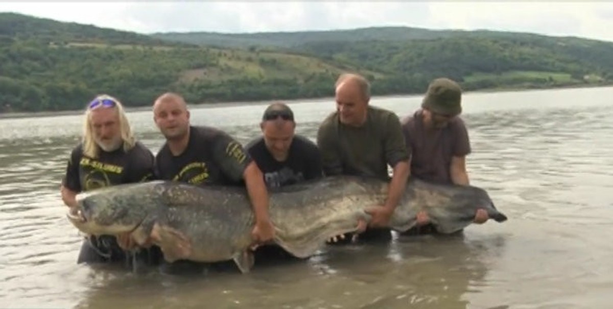 Nový rekord na Slovensku. Rybári ulovili gigantického sumca