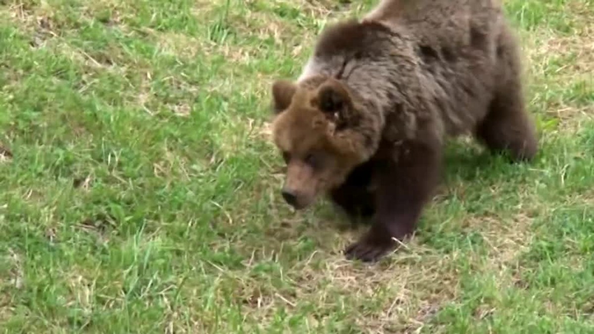 Muž prežil útok medveďa. Za život môže ďakovať psovi z útulku