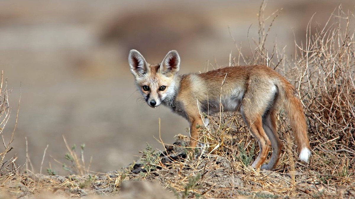 Táboríte v prírode? Dajte si pozor pred líškami, ktoré kradnú telefóny