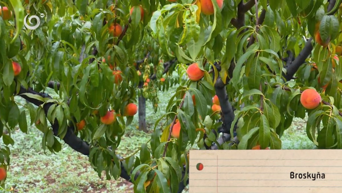 Ovocie v záhrade: Ako správne zasadiť ovocné stromy? | JOJ