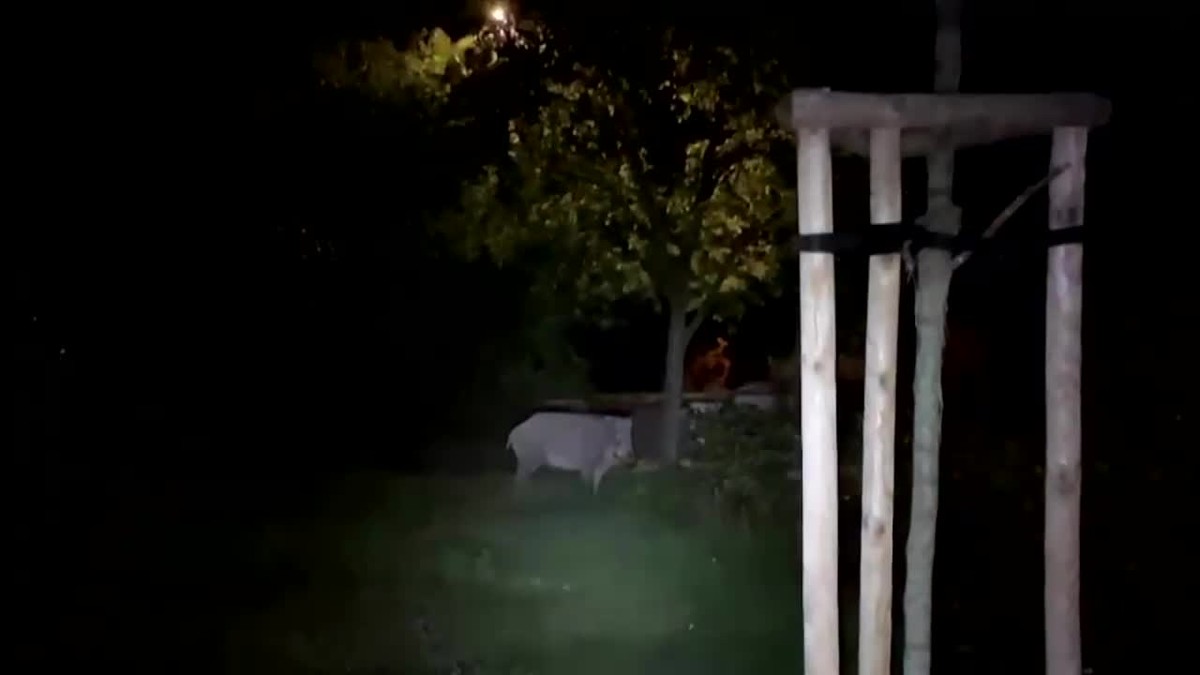 Divé svine na sídlisku vystrašili obyvateľov v hlavnom meste. Celé ...