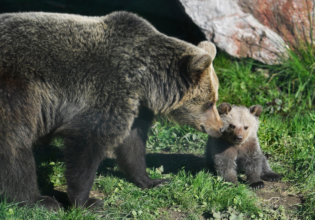 Medveď zaútočil na rodinu, ktorá bola na prechádzke