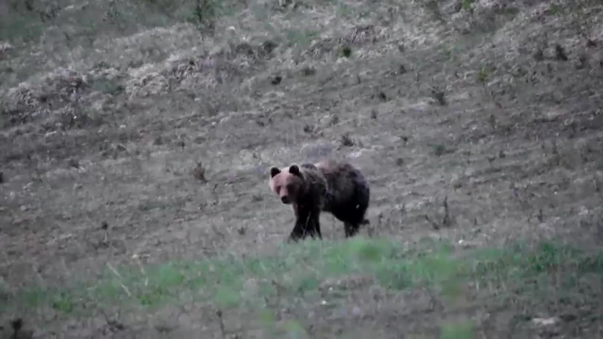 Ďalší útok medveďa na ľudí: Pustil sa do lesníka a poľovníka