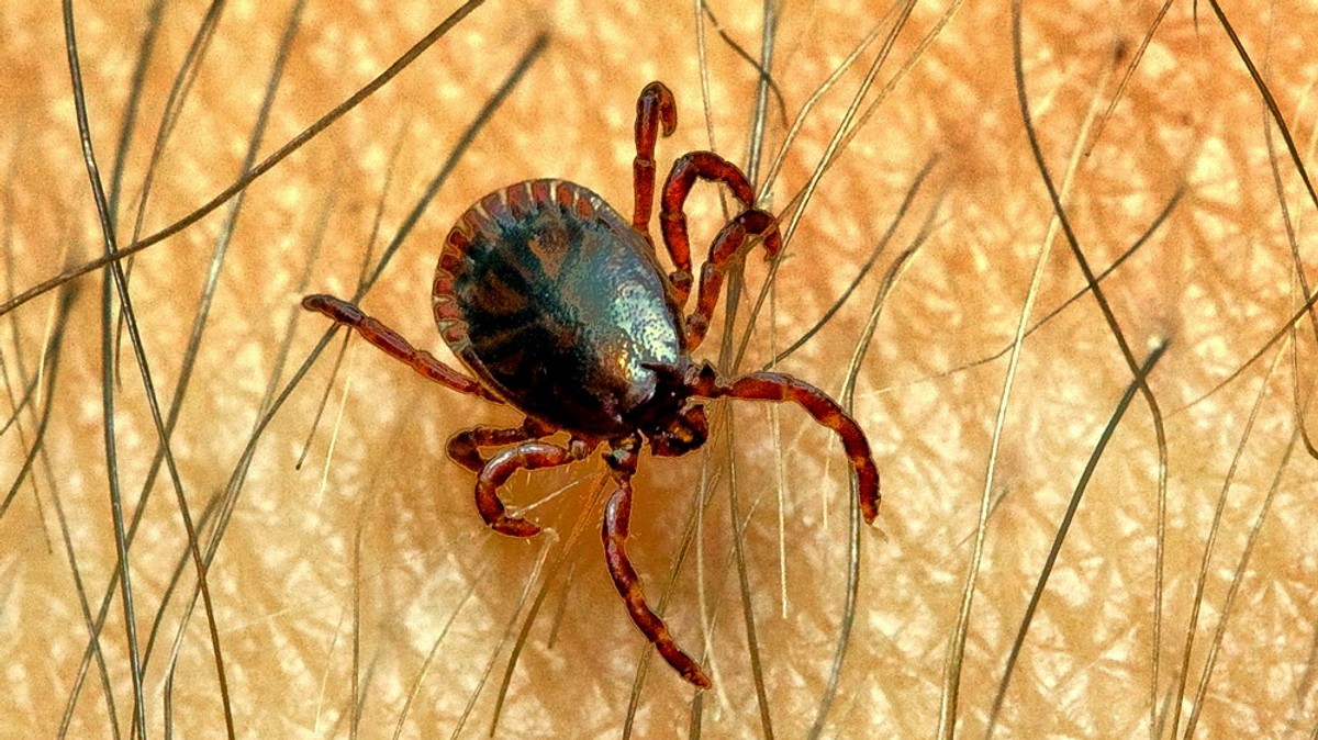 MAPA: Hygienici varujú pred nárastom kliešťov, toto sú najrizikovejšie ...