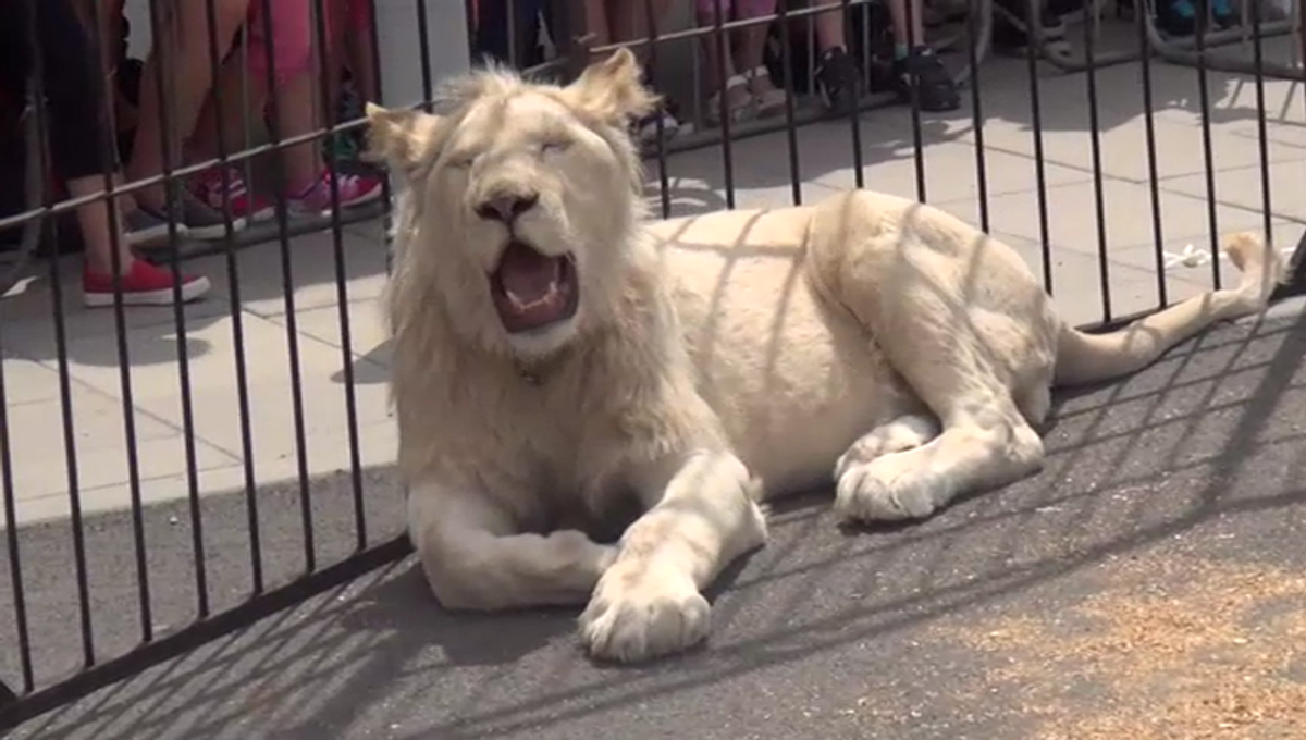 Dva krsty v jeden deň: Herci zo seriálu ZOO krstili levíky aj veveričky!