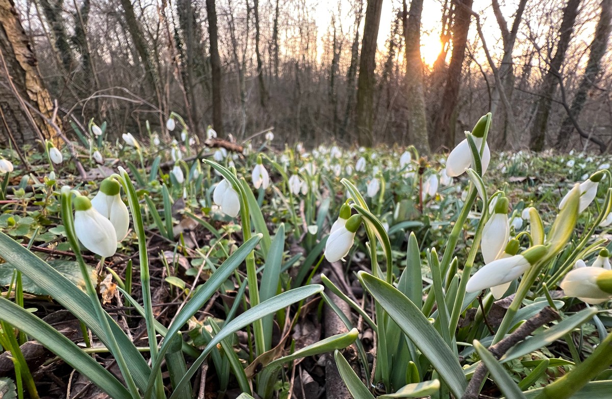 Na juhu už kvitnú jarné kvety, no zima ešte nepovedala posledné slovo ...
