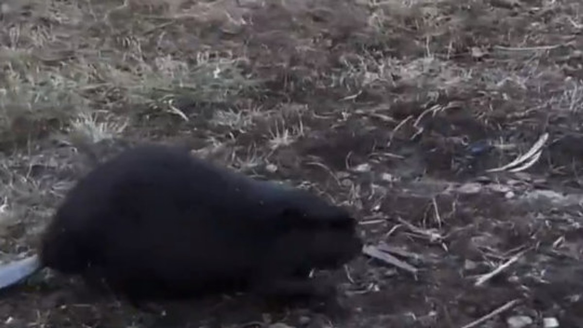 Bobor na dedinskom dvore.