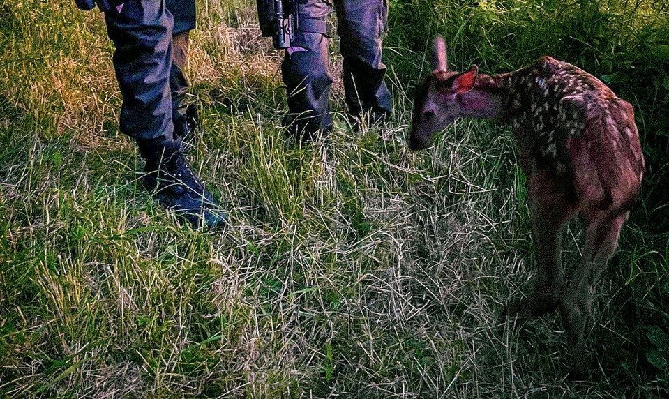 Malá srnka pobehovala po ceste. Zachrániť ju prišli policajti