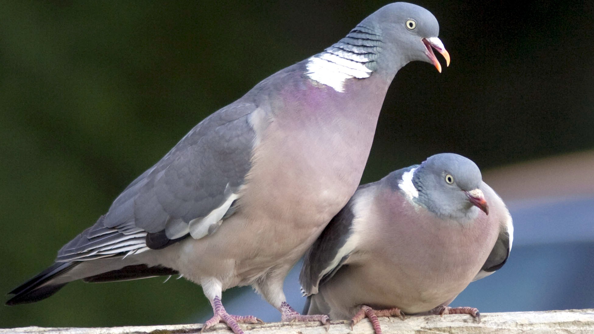 Ach, tie otravné holuby! Takto sa ich zbavíte... | Zaujímavosti | Noviny.sk