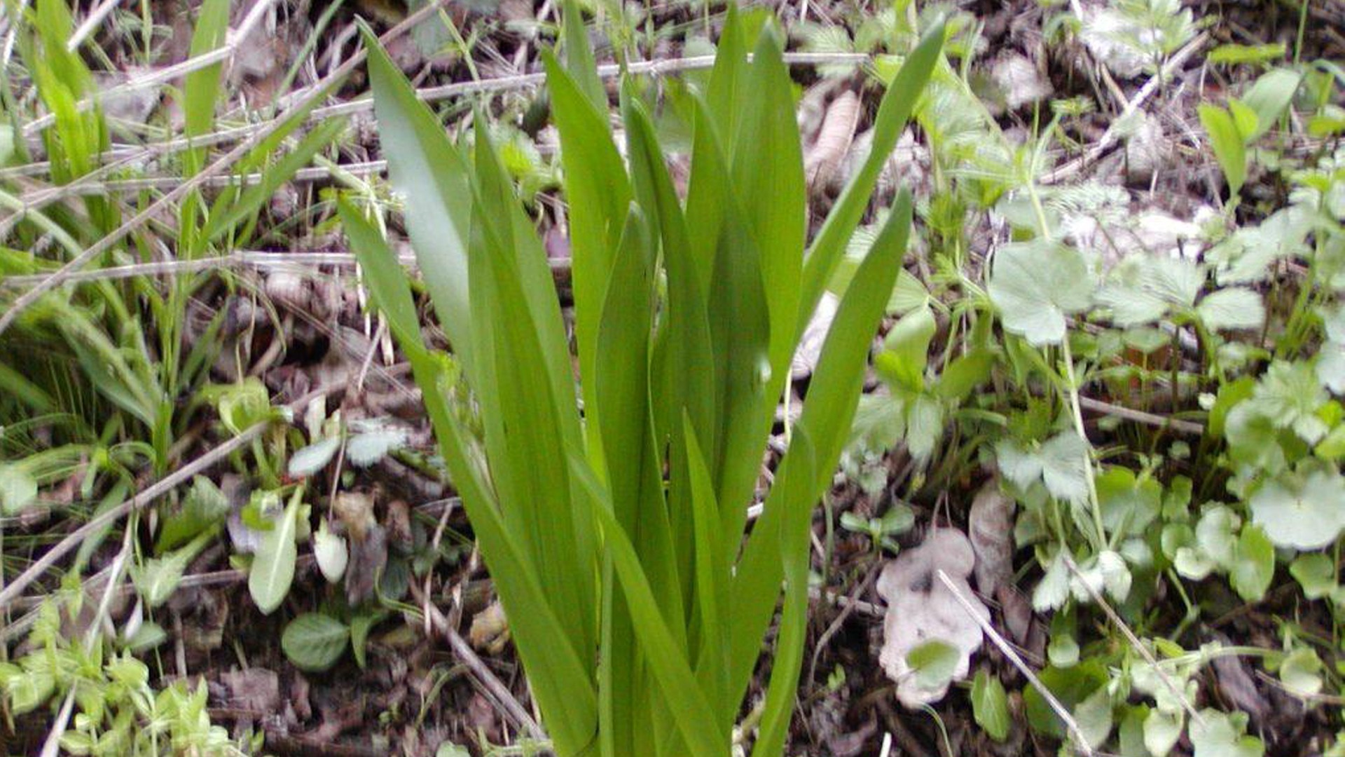 Jesienka, narcis či strehúň. Toto sú jedovaté rastliny a živočíchy ...